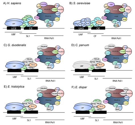 Schematic Representation Of The Rrna Transcription Machinery In Homo Download Scientific