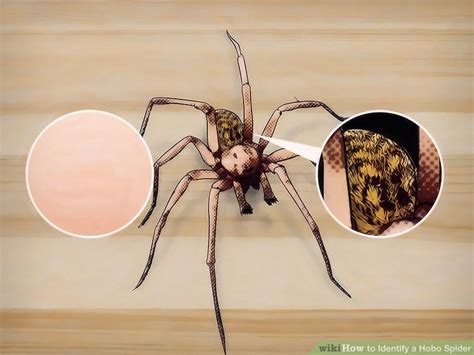 House Spider Vs Hobo Spider At Albert Stallings Blog