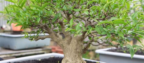 Update Harga Pohon Anting Putri 1 Meter Di Pasaran Daftar Harga And Tarif 2023