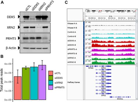 Genome Wide R Loop Analysis Defines Unique Roles For Ddx5 Xrn2 And
