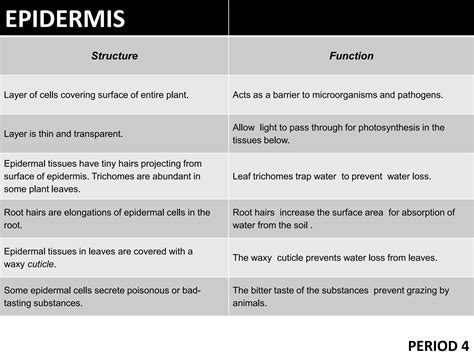 Tissues Class Ppt PPTX