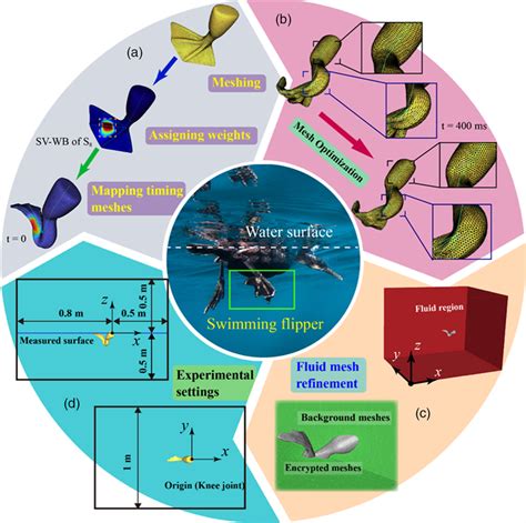 Hydrodynamic Computational Framework Of The Flipper Locomotion A