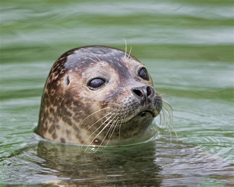 Definitive Guide To Harbor Seal Facts Habitat Conservation Status
