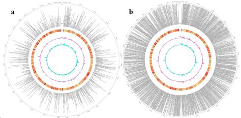 Chromosomal Mapping Of Transcripts In The Genome Of Capra Hircus A Download Scientific Diagram