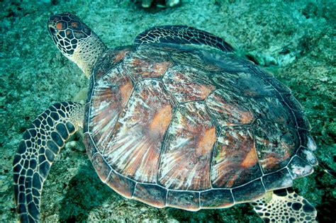 What Does A Sea Turtle Shell Look Like At Mary Bilbo Blog
