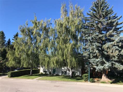 Importance Of Trees To Creating Attractive Neighbourhoods Every Day Tourist