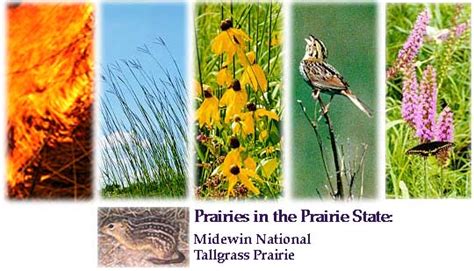 Temperate Grassland Wildflowers Temperate Grassland Wildflowers
