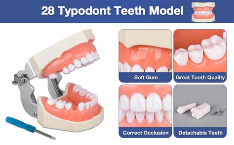 Ultrassist Typodont Teeth Model With 28 Detachable Teeth For Dental