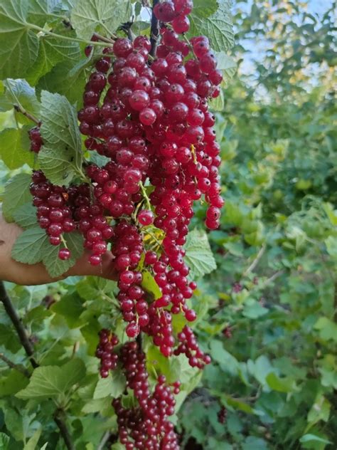 Продаж саджанців червоної смородини (порічка): 25 грн. - Сад / огород ...