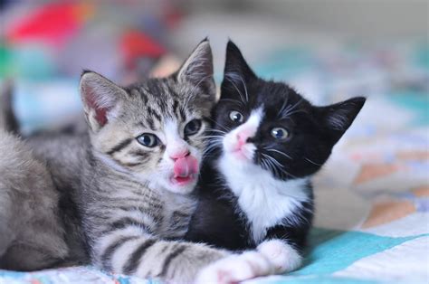 Moments Of Perfect Clarity A Kitten Story In 7 Pictures