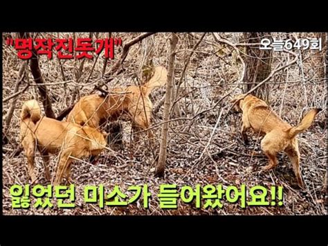 명작진돗개 라이브 나갔던 이뿐미소가 추운데 털이 흠뻑젖은 체로 들어왔어요 구독 좋아요 감사합니다 YouTube