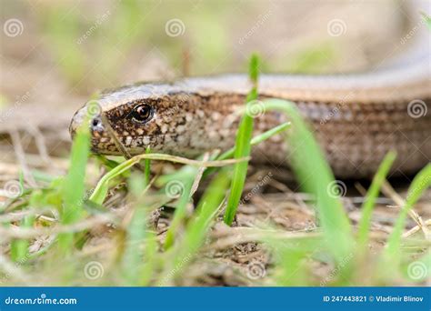 Legless Shiny Harmless Lizard Slow Worm Stock Image Image Of Ground