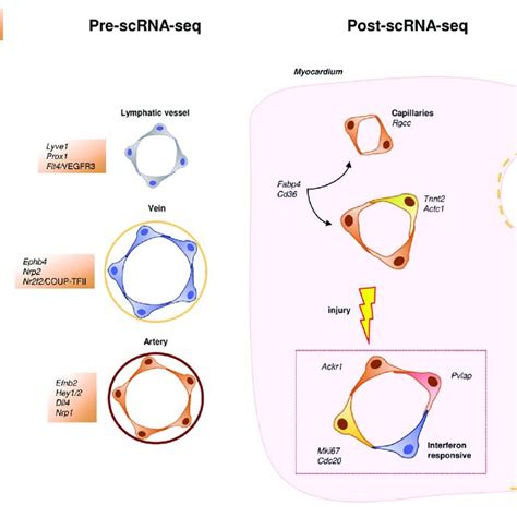 Schematic Representation Of The Cardiac Endothelial Cellular