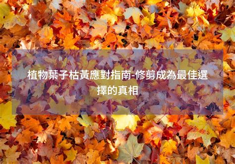 植物葉子枯黃應對指南 修剪成為最佳選擇的真相 巧繪網植物館 植物盆栽送禮推薦