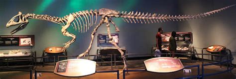 Extinct Animal Of The Week