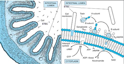 Enterotoxigenic Escherichia Col I Etec As The Cause Of Travelers