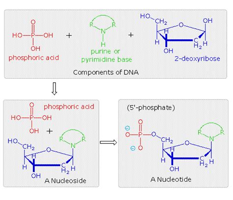 Phosphate Functional Group Example