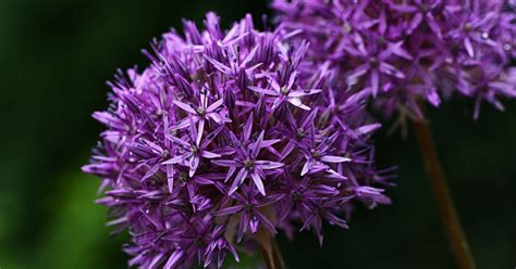 Echinops Growing And Care Guide The Garden Magazine