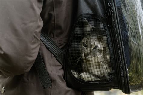 Er Hatte Sex Mit Tieren Verurteilter Mann Will Katze Mit Nach Hause Nehmen