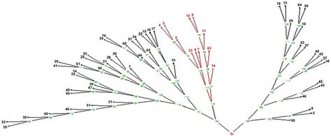 grouping of genotypes by a upgma dendrogram constructed based on nei s