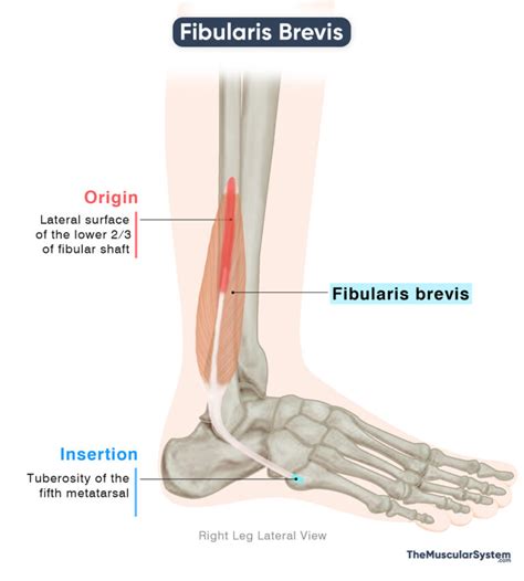 Fibularis Peroneus Brevis Origin Insertion Action Innervation Diagram