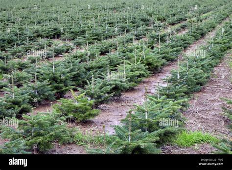 Trees Planted In Rows In A Christmas Tree Culture Landscape Format