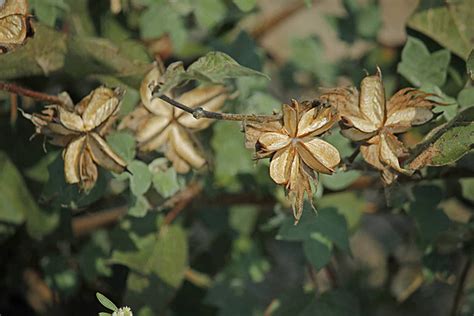 Pure Cellulose Background Images Hd Pictures And Wallpaper For Free