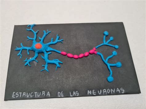 Maqueta De Neuronas Maqueta De Neurona Maquetas De Celulas Maqueta