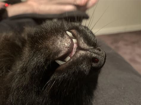 Kitty Teefs Scrolller