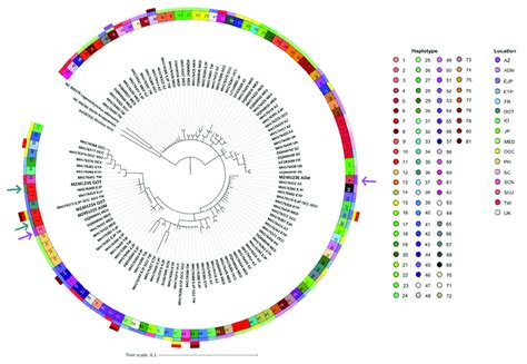 Bayesian Phylogenetic Tree Of Rissos Dolphin Based On 390 Bp Alignment