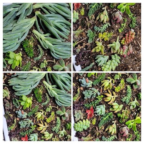 30 Sedum Succulent Cutting Mix 10 Varieties Unrooted Etsy