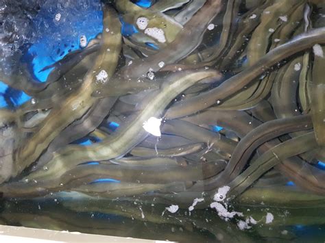 자연산민물장어 Band