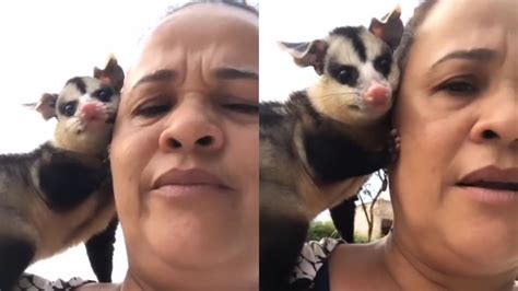 Mulher Fala Sobre Amizade Com Gambá E é Repreendida O Ibama Vai Atrás De Você Assista