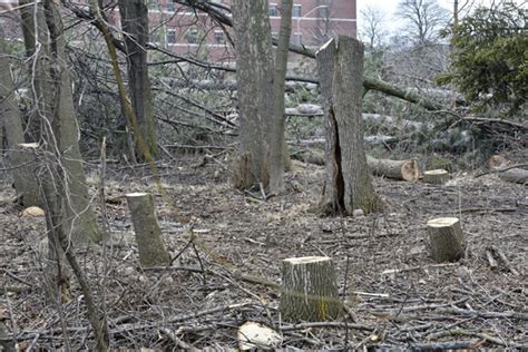 Trees Chopped Down On Scenic In Protected Woodlot City Investigating TheSpec Com