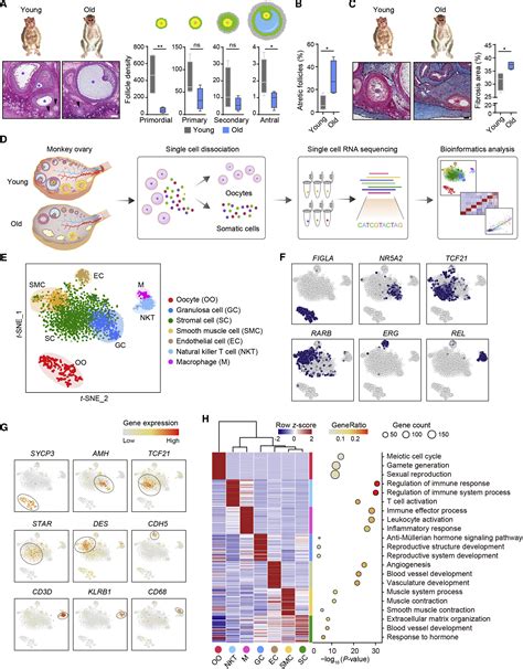 Single Cell Transcriptomic Atlas Of Primate Ovarian Aging Cell