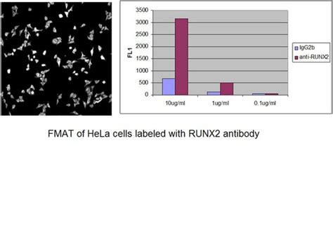 Anti Runx2 Antibody Clone As110 05 1478