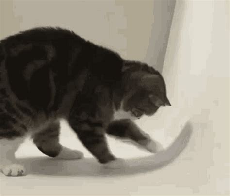 Scratch Cat GIF Scratch Cat Maru Discover Share GIFs
