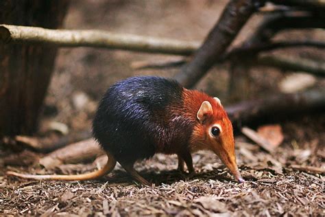 Elephant Shrews Or Sengis Curious Mammals With Long Noses Owlcation