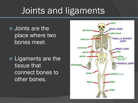 Ppt Understanding The Human Body Skeletal Muscular Digestive And