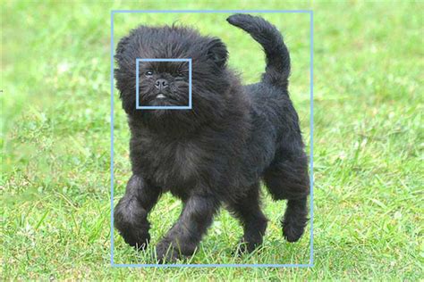 Fine Grained Visual Concept Recognition In Large Vision Language Models