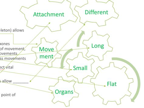 Structure Of The Skeleton Gcse Pe Teaching Resources