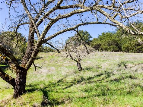 Types Of California Trees Complete Guide