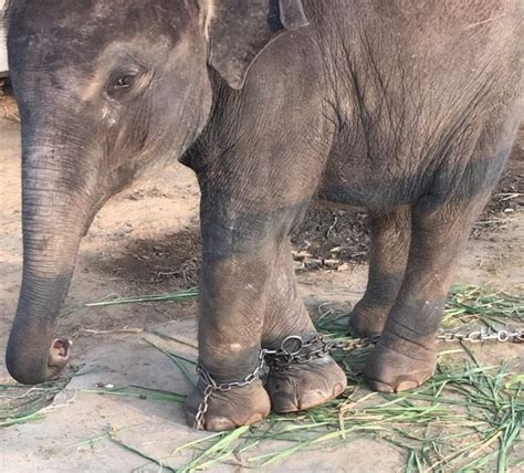 Baby Elephant Chained And Forced To Beg For Money From Tourists