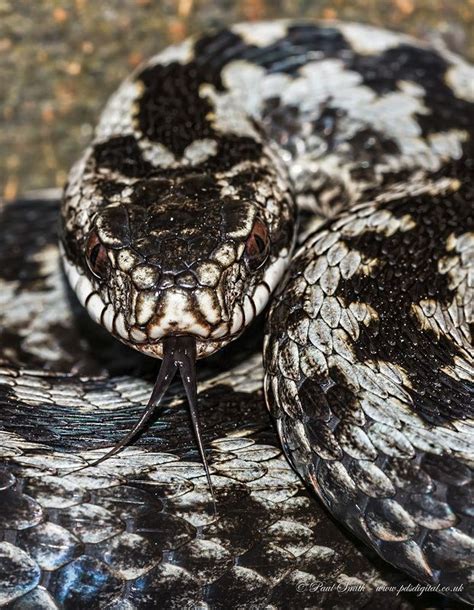 Male Adder Cute Snake Animal Tshirt Animal Sketches