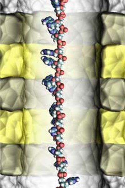 Ibm Develops Chips For Genome Sequencing Softpedia