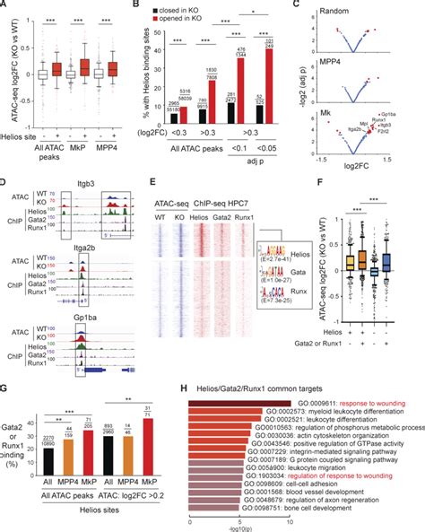 Helios Targets Hspc Genes Through Gene Repression A Box Plots