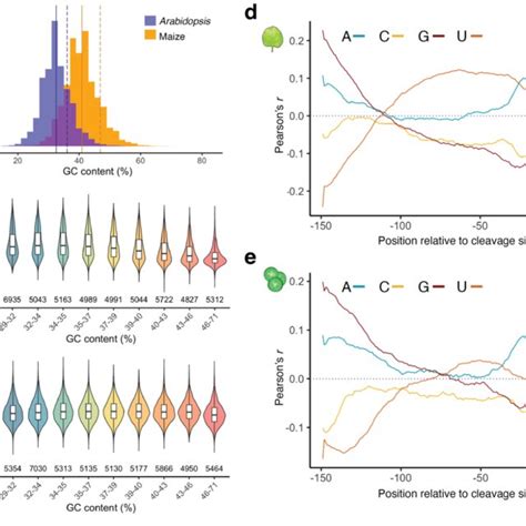 Nucleotide Composition Affects Terminator Strength In A Species And