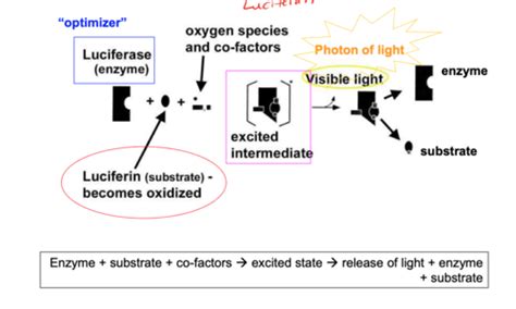 Bio 361 Lecture 11 Flashcards Quizlet