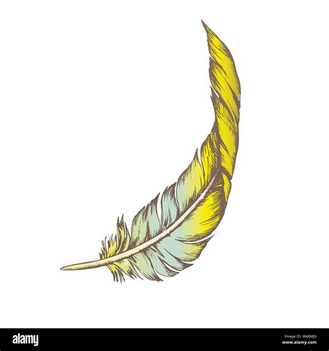 Color Decorative Bird Element Feather Vintage Vector Stock Vector Image And Art Alamy