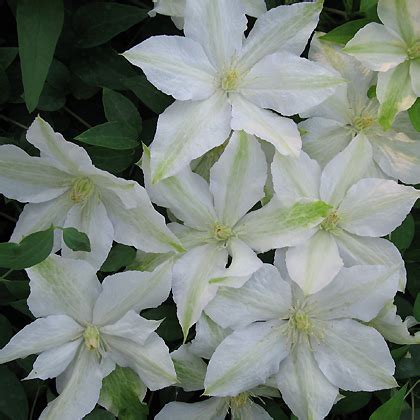 Clematis Roko Kolla - Clematis Westphal